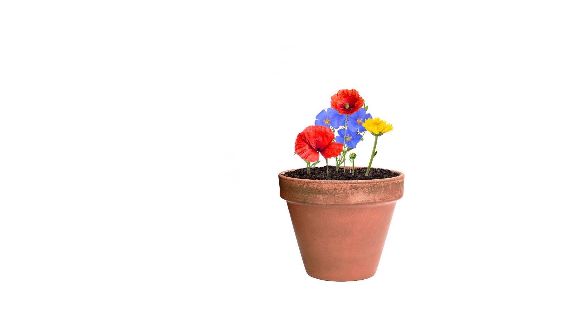 Samenkugel Flobba, natur als Werbeartikel ab 0,98